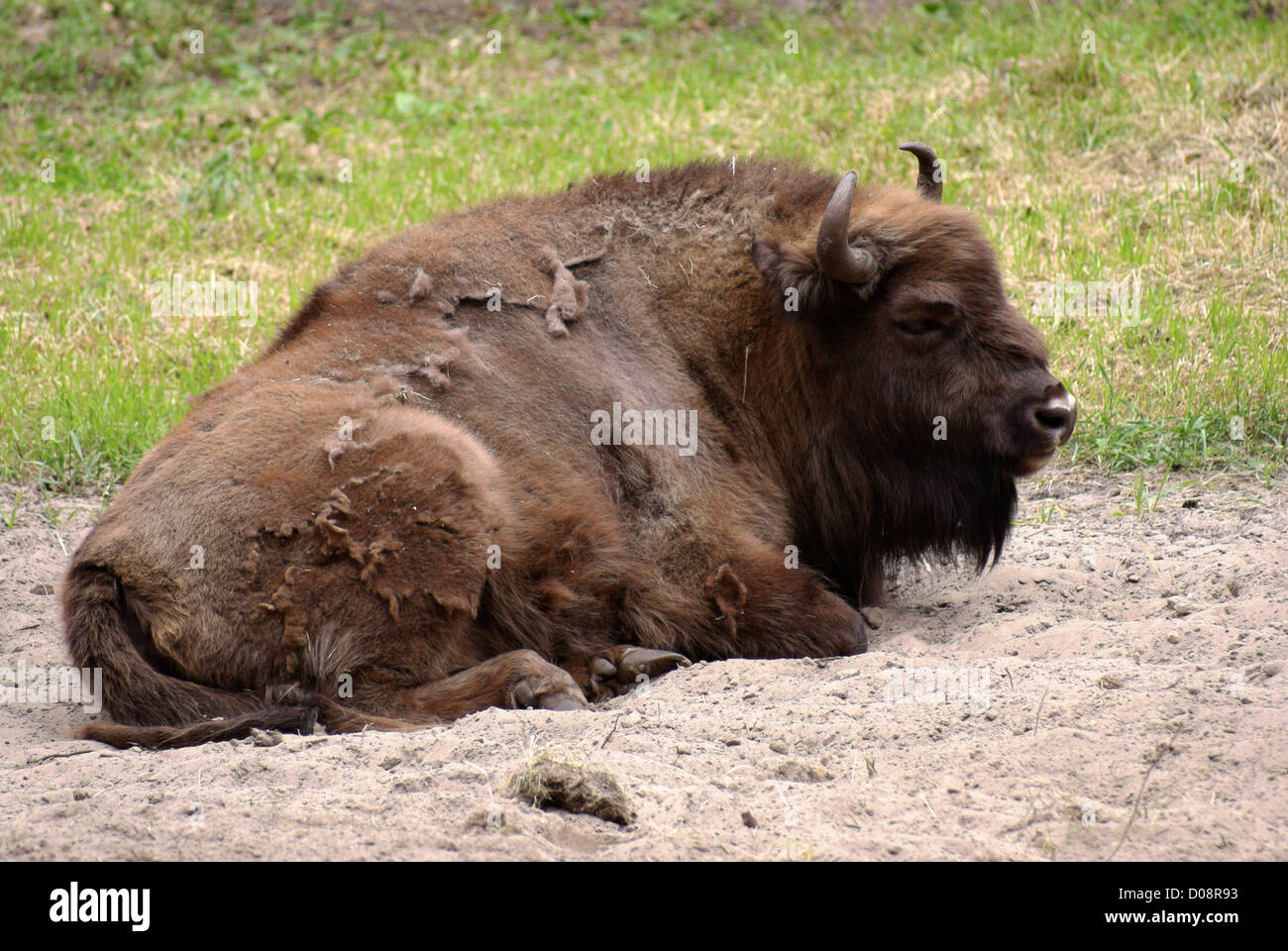Wisent, European bison, Polska Stock Photo - Alamy