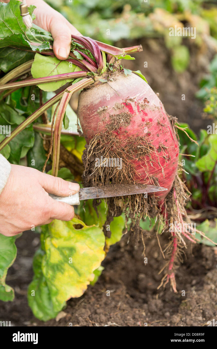 Hand cleaning young beetroot with knife Stock Photo - Alamy