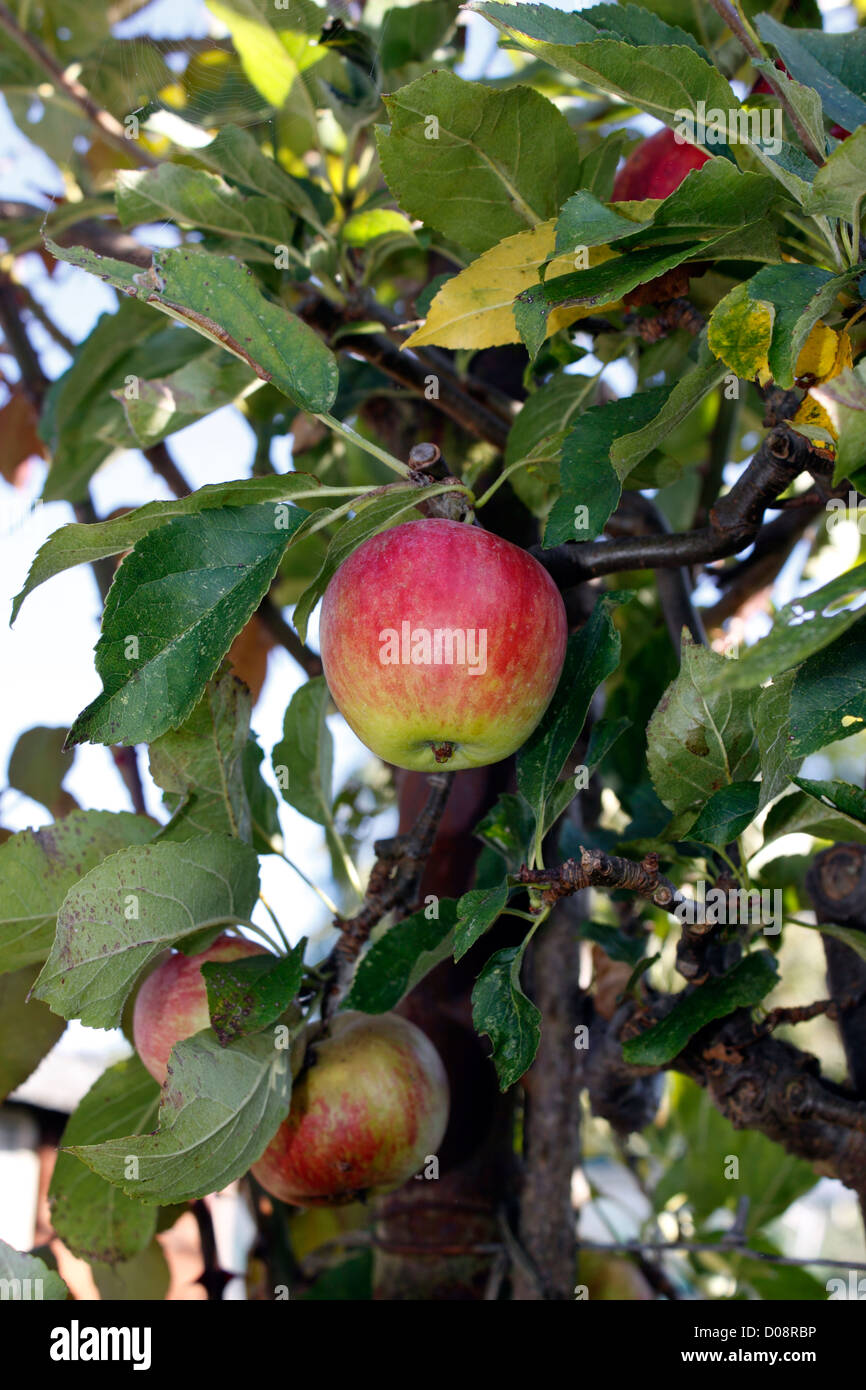 ENGLISH WORCESTER EATING APPLES. MALUS Stock Photo - Alamy