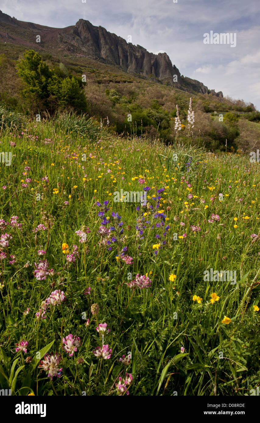 High flowery pastures, with White Asphodel and Kidney Vetch, San Glorio ...