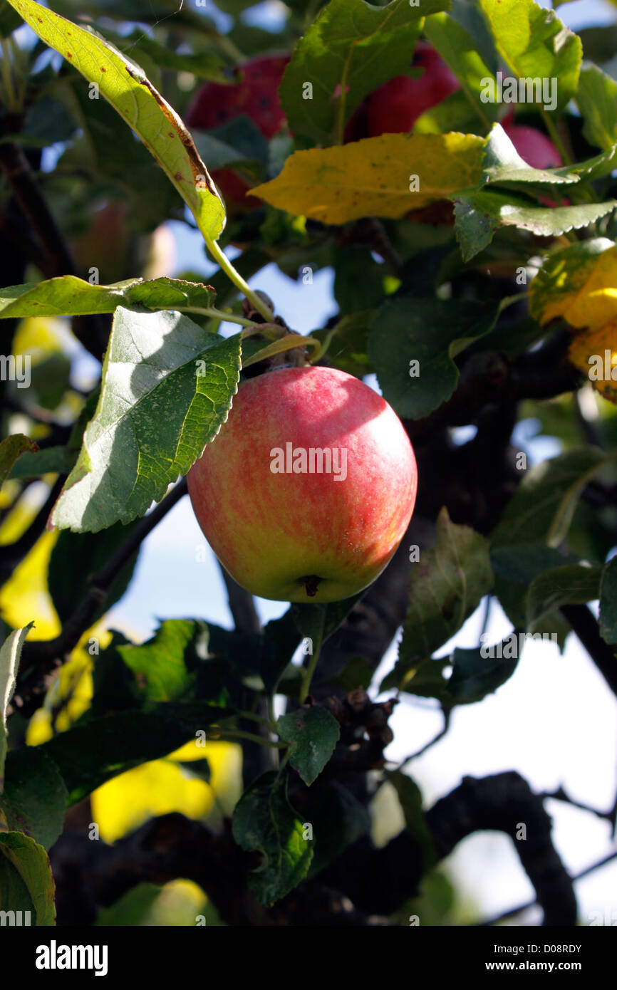 ENGLISH WORCESTER EATING APPLES. MALUS Stock Photo - Alamy