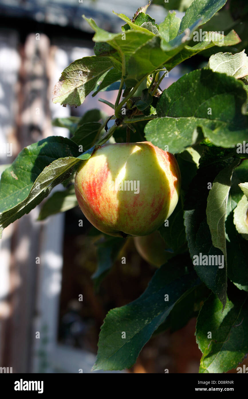 English worcester eating apples hi-res stock photography and images - Alamy