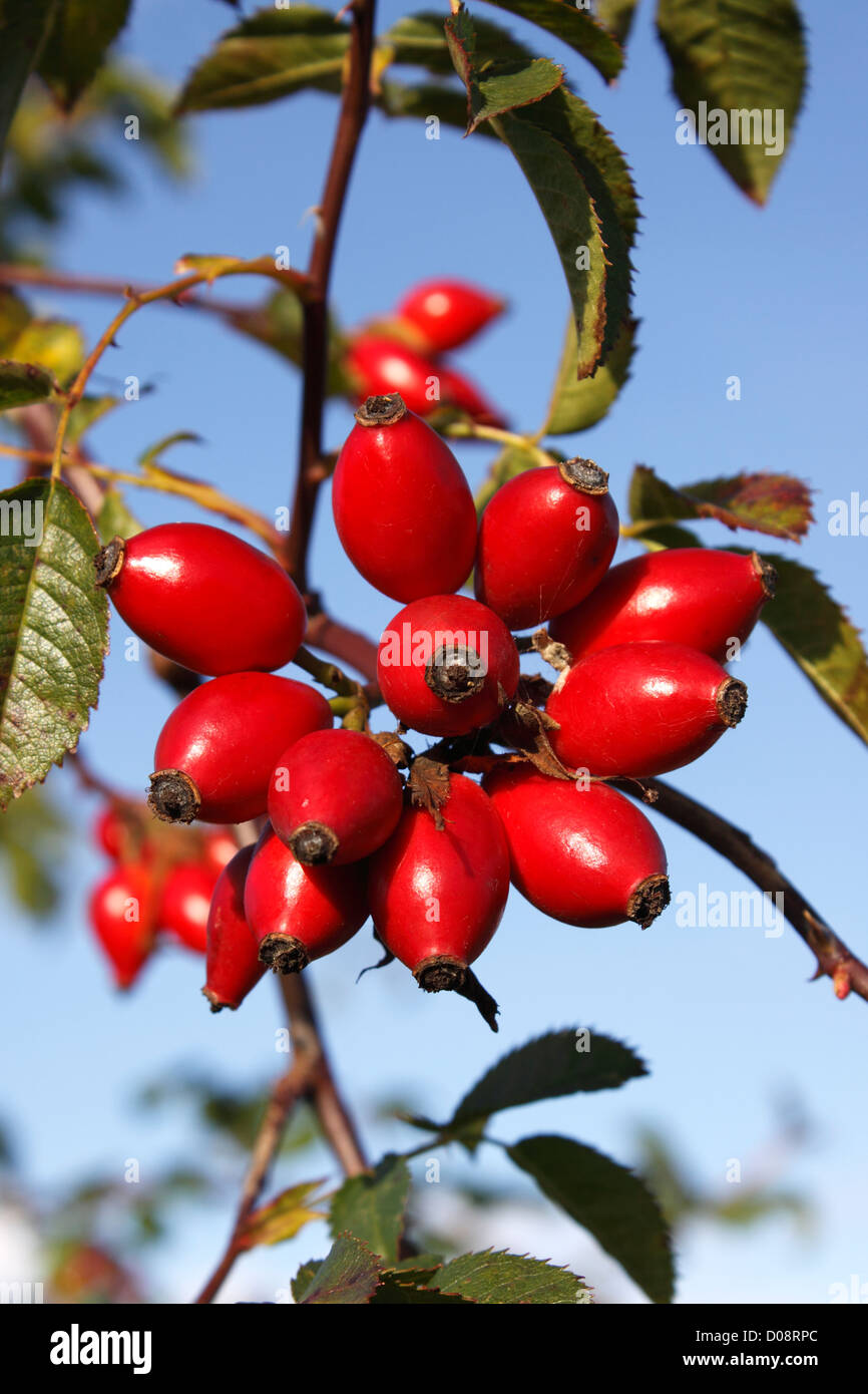 ROSA CANINA. THE HIPS OF THE DOG ROSE IN AUTUMN Stock Photo - Alamy