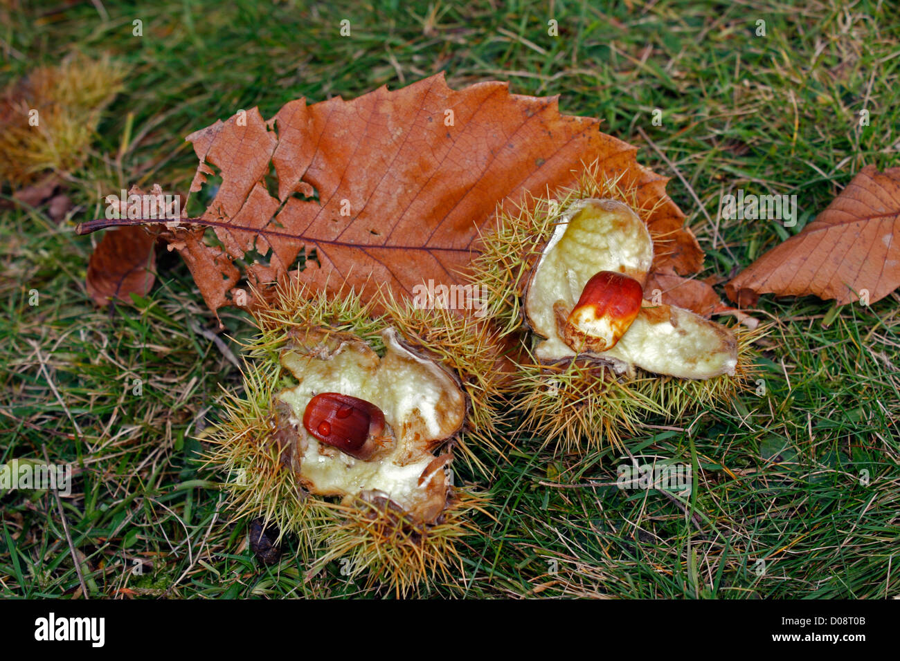 Fallen sweet chestnut fruit hi-res stock photography and images - Alamy