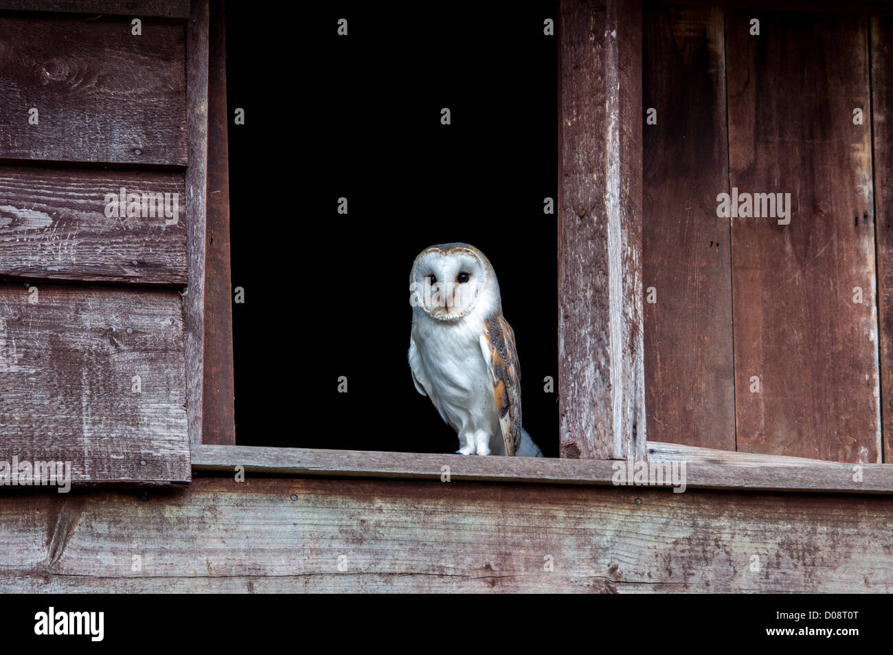 A barn Owl perched in a window Stock Photo - Alamy