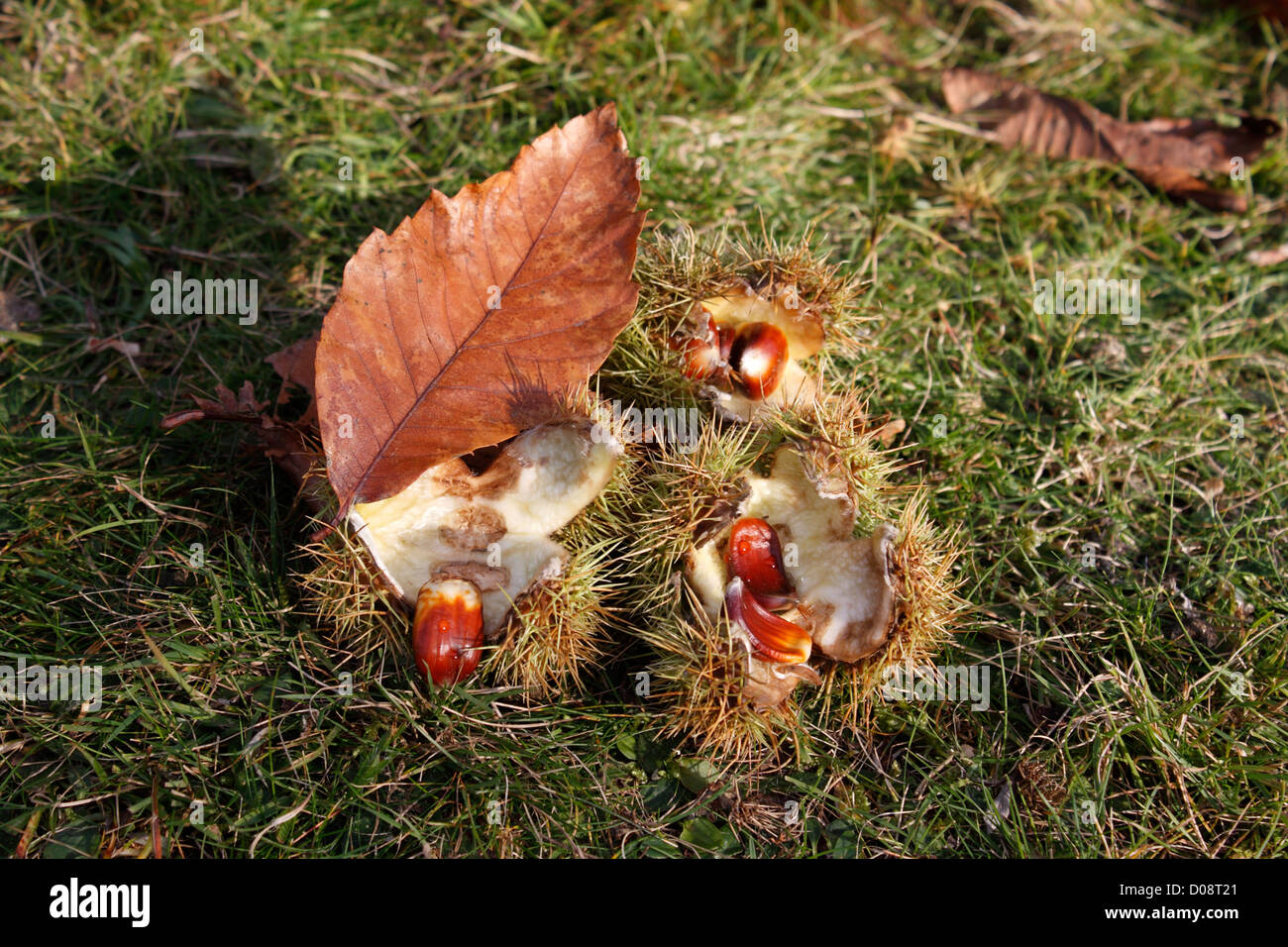 Shiny brown nut shells hi-res stock photography and images - Alamy
