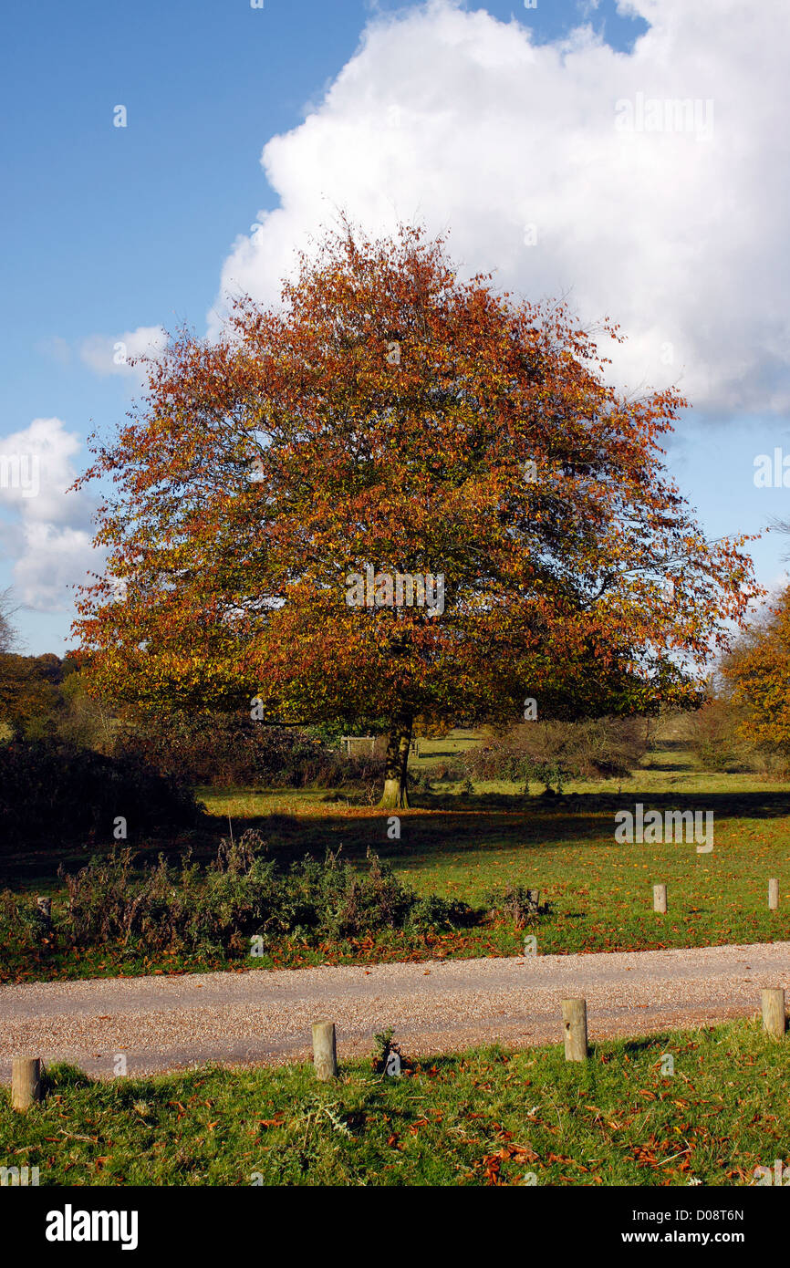 Hornbeam yellow autumn leaves hi-res stock photography and images - Alamy