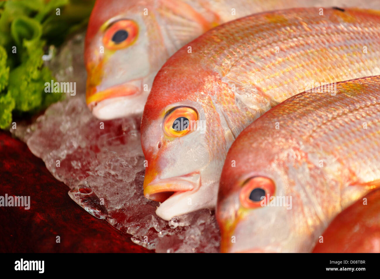 fish for sale Stock Photo - Alamy