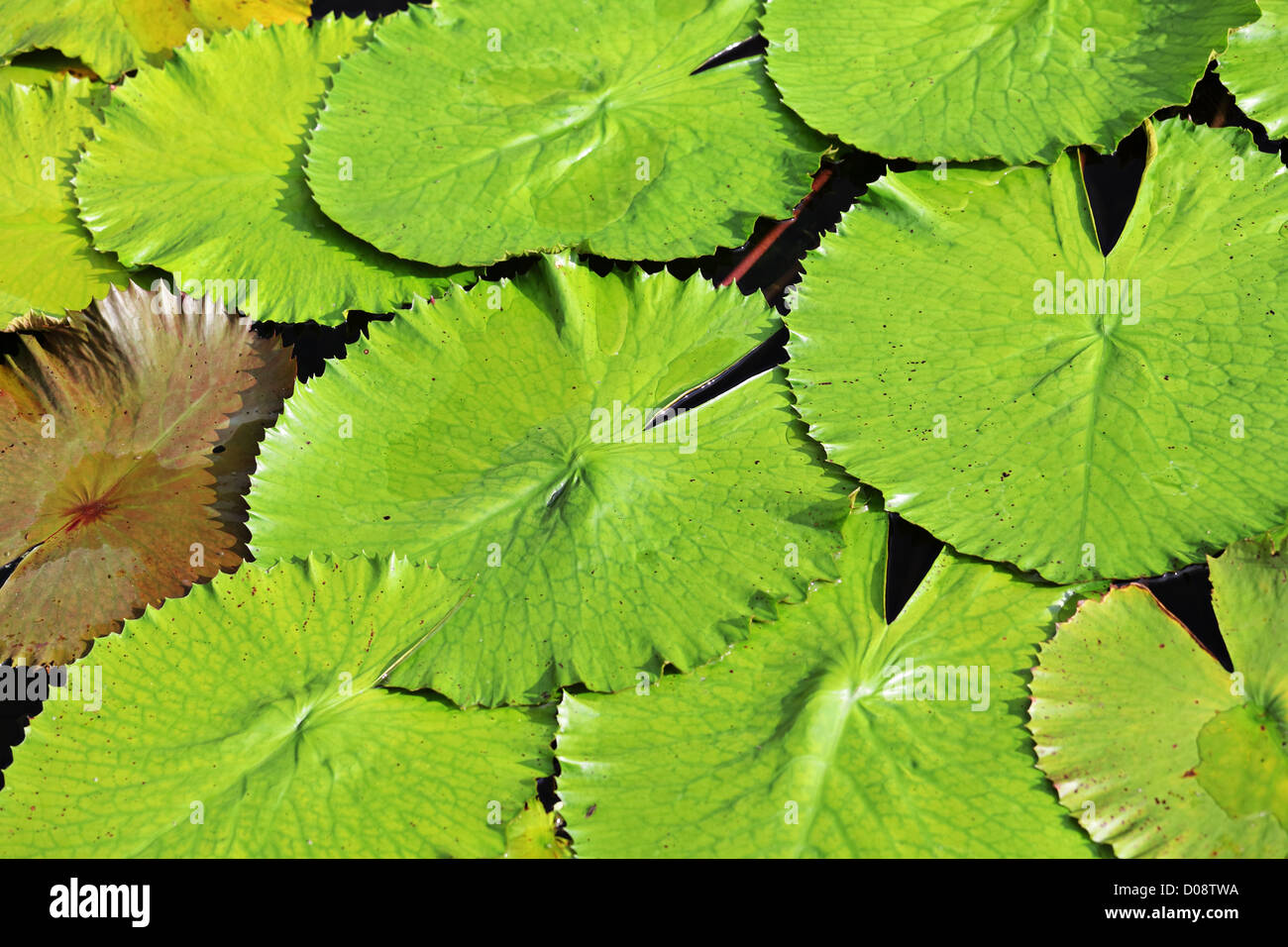 Giant water lotus hi-res stock photography and images - Alamy