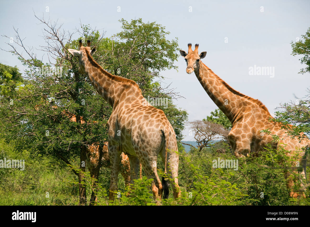 Giraffes are always feeding in low scrub near the roads through the ...