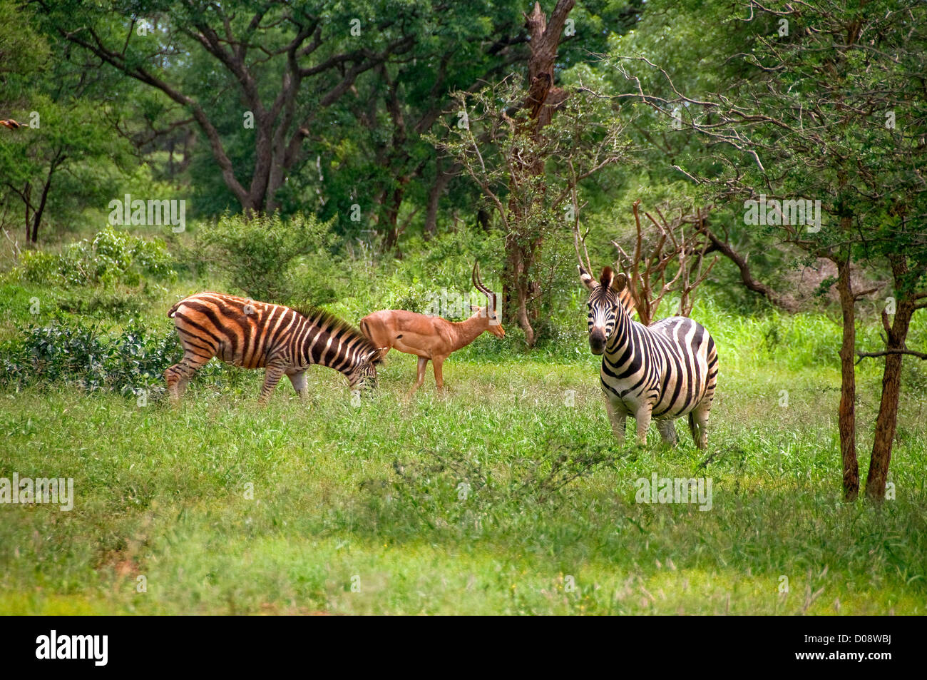 Zebra and impala hi-res stock photography and images - Alamy