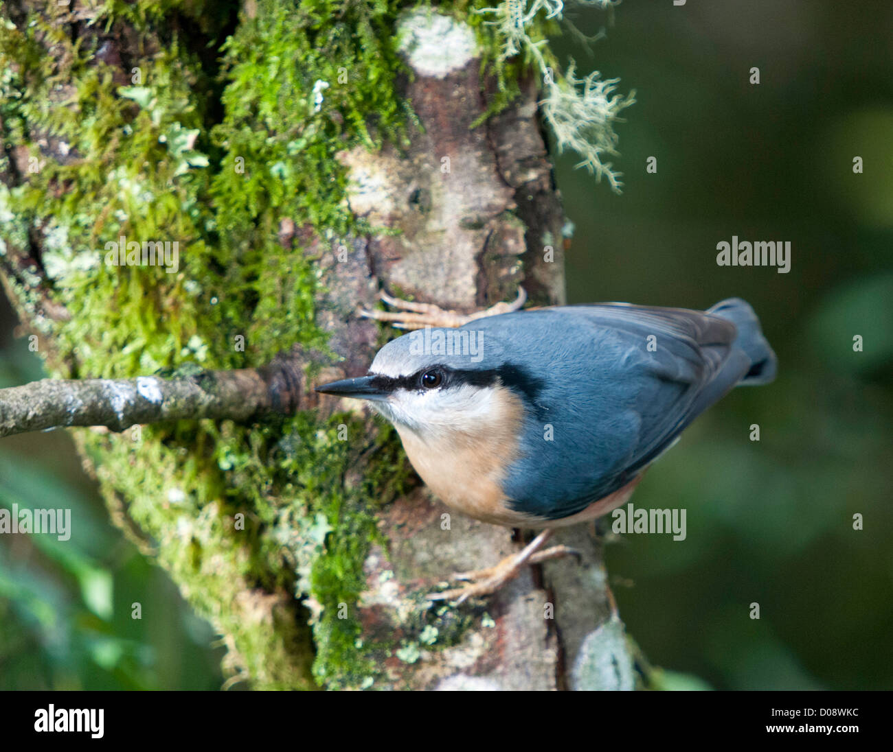 A Nuthatch on the trunk of a tree Stock Photo - Alamy
