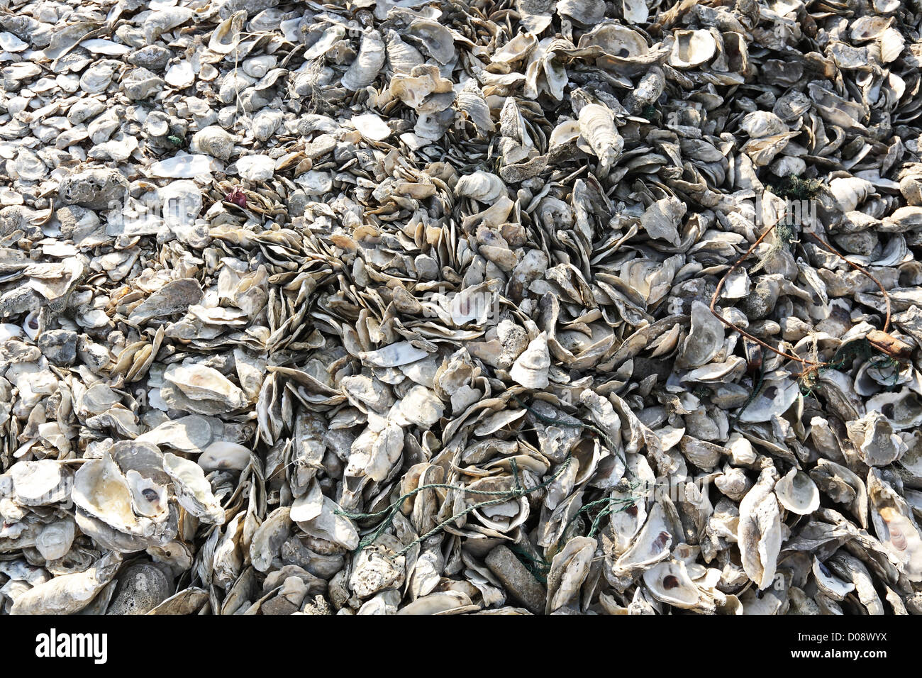 Pacific oyster shell pearl hi-res stock photography and images - Alamy