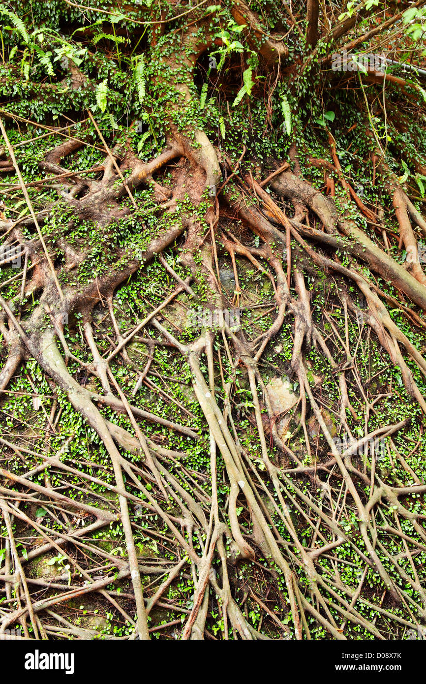 Roots of tree Stock Photo - Alamy