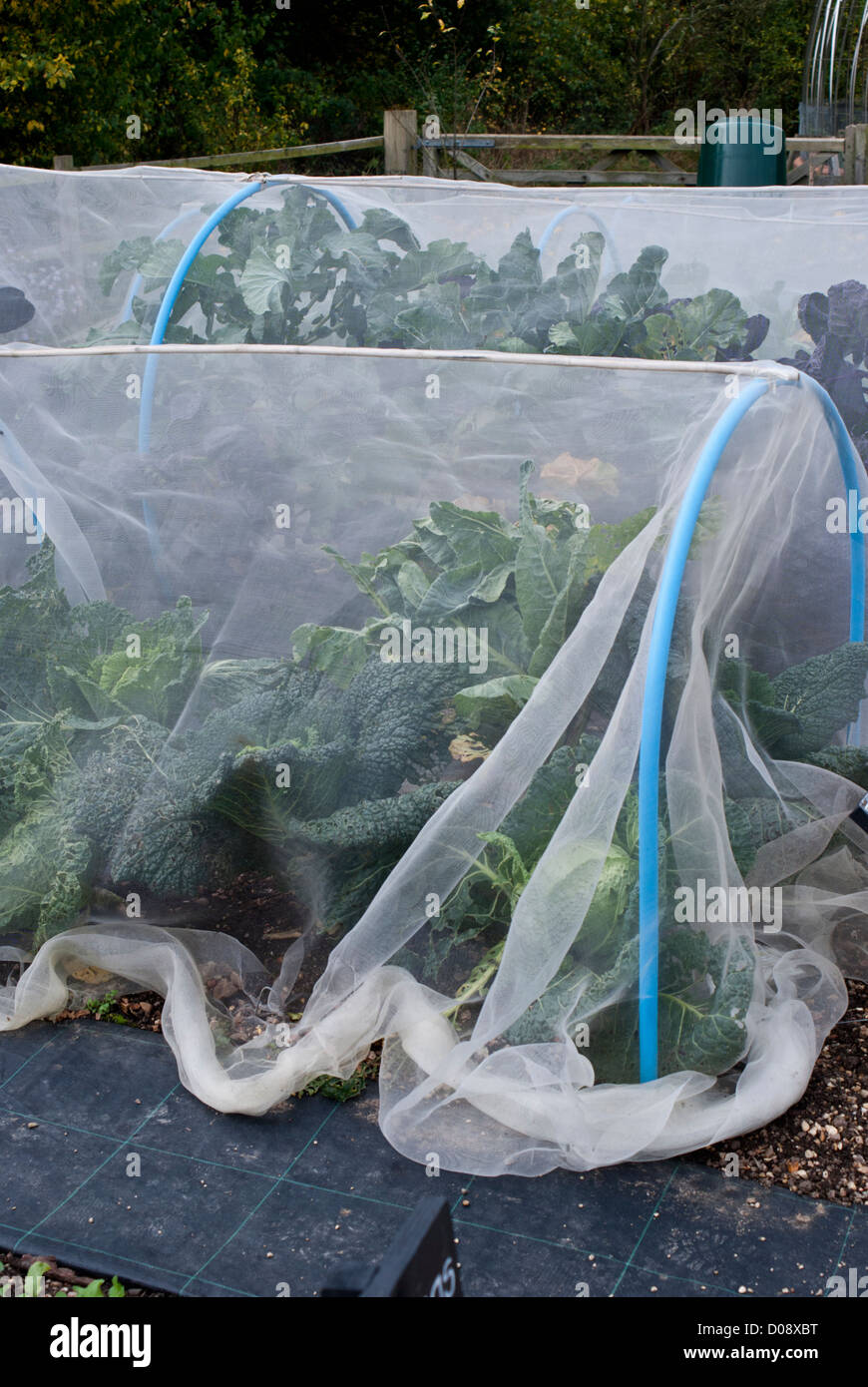 Garden fleece being used as frost protection on an allotment Stock ...