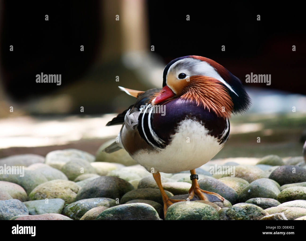 Drake mandarin duck hi-res stock photography and images - Alamy