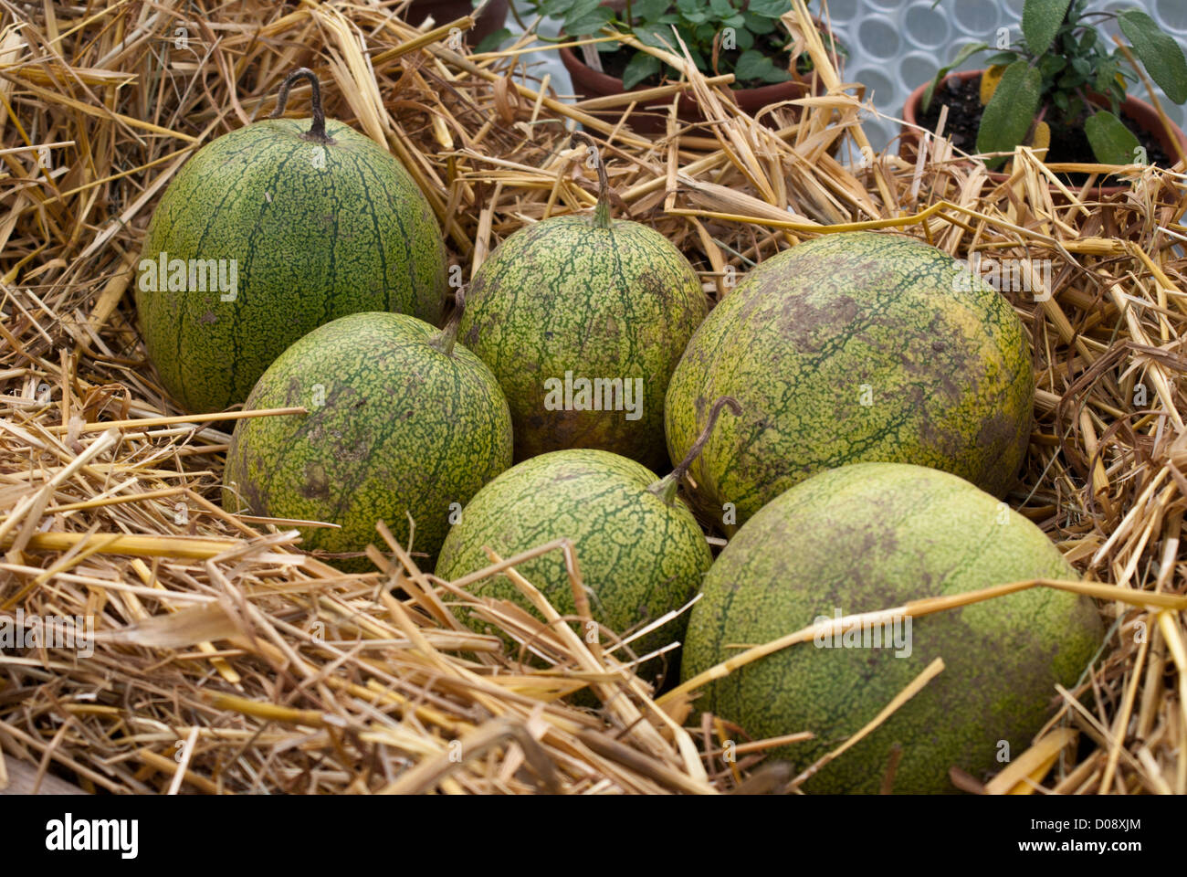 Water melon, Malali Stock Photo - Alamy