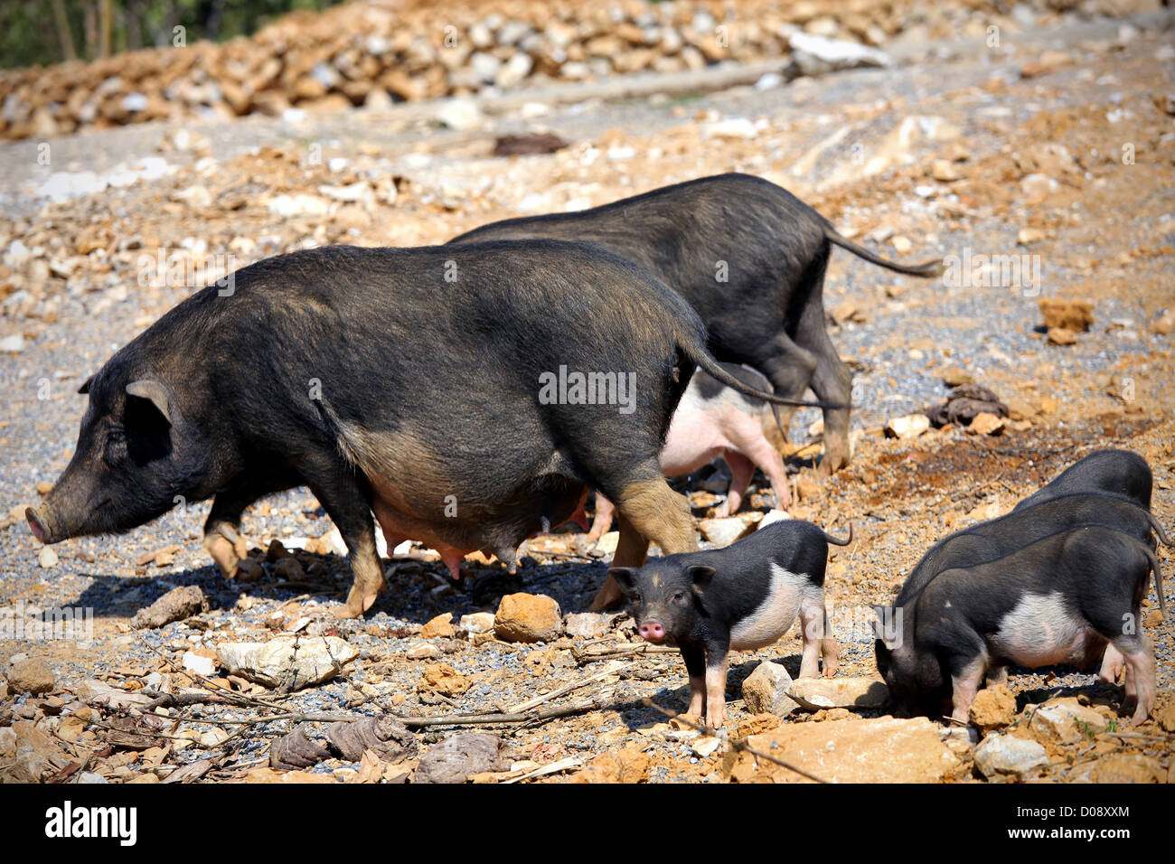 SOW AND PIGS IN THE MOUNTAINS OF SAPA VIETNAM ASIA Stock Photo - Alamy