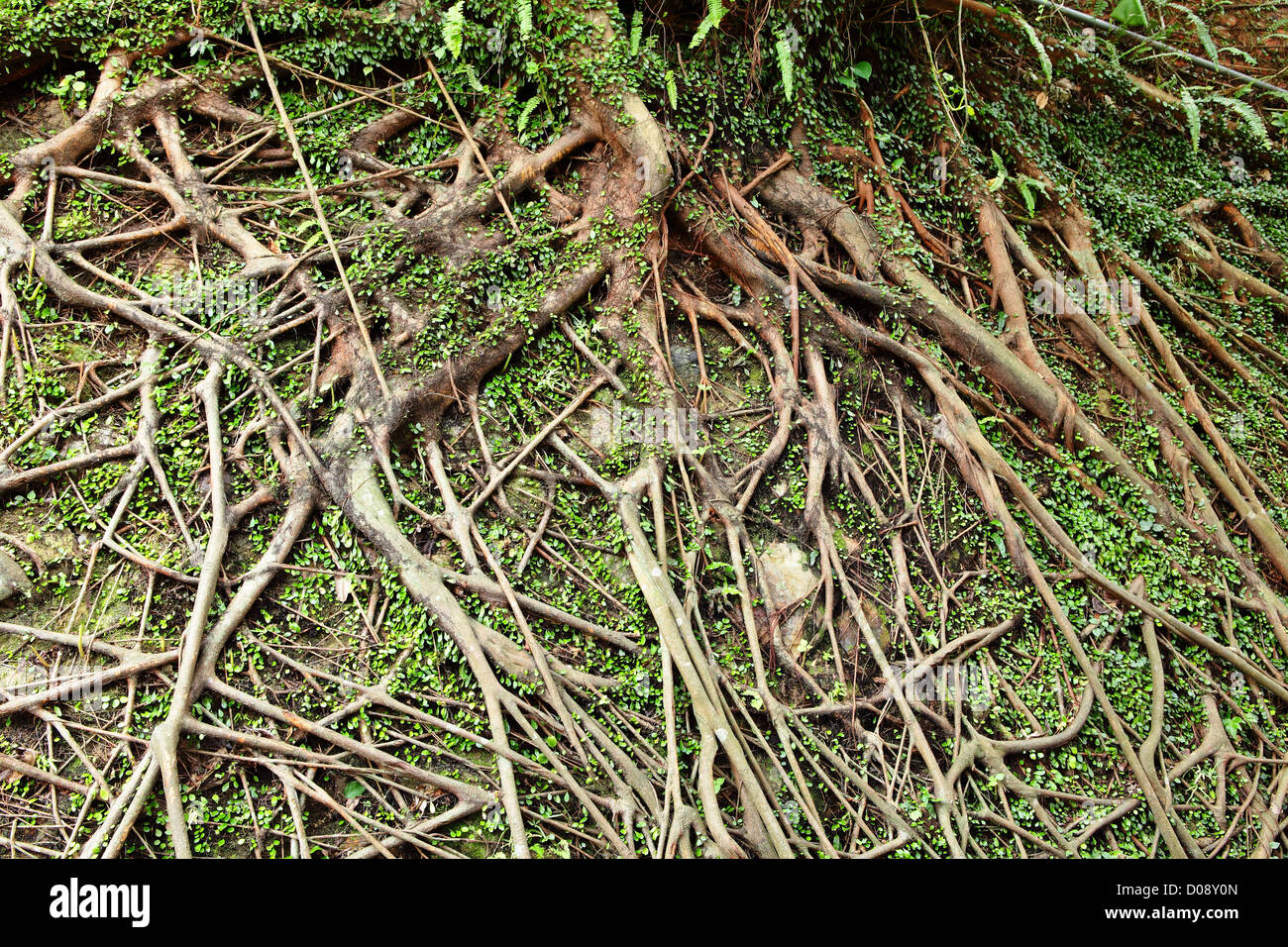 Root network tree hi-res stock photography and images - Alamy
