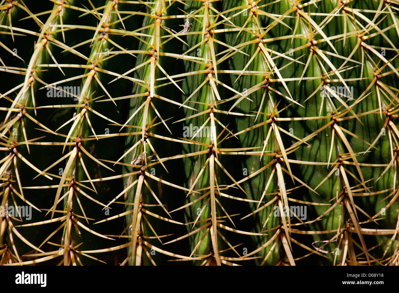 Cactus structure pattern hi-res stock photography and images - Alamy