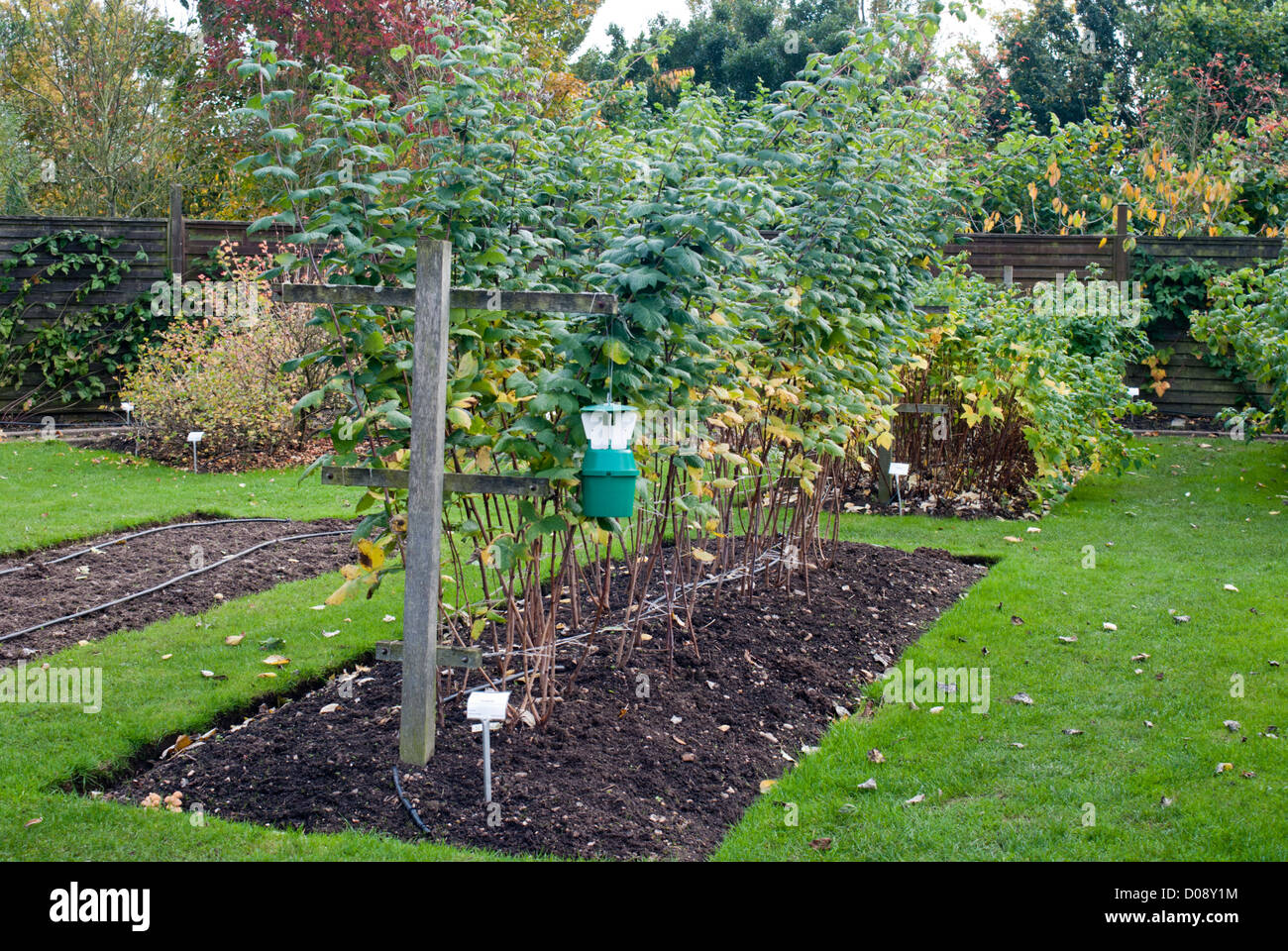 Raspberry canes tied to a wire support Stock Photo - Alamy
