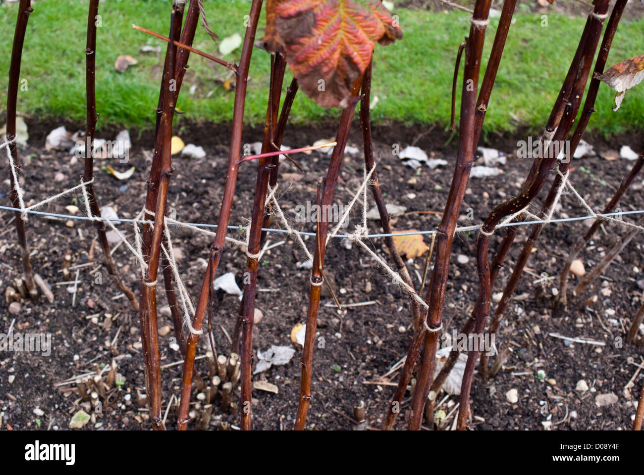 Raspberry canes hi-res stock photography and images - Alamy