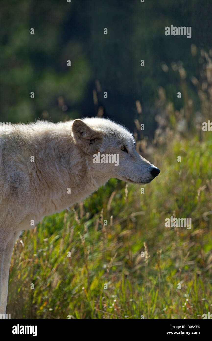 Grizzly and wolf discovery centre hi-res stock photography and images ...