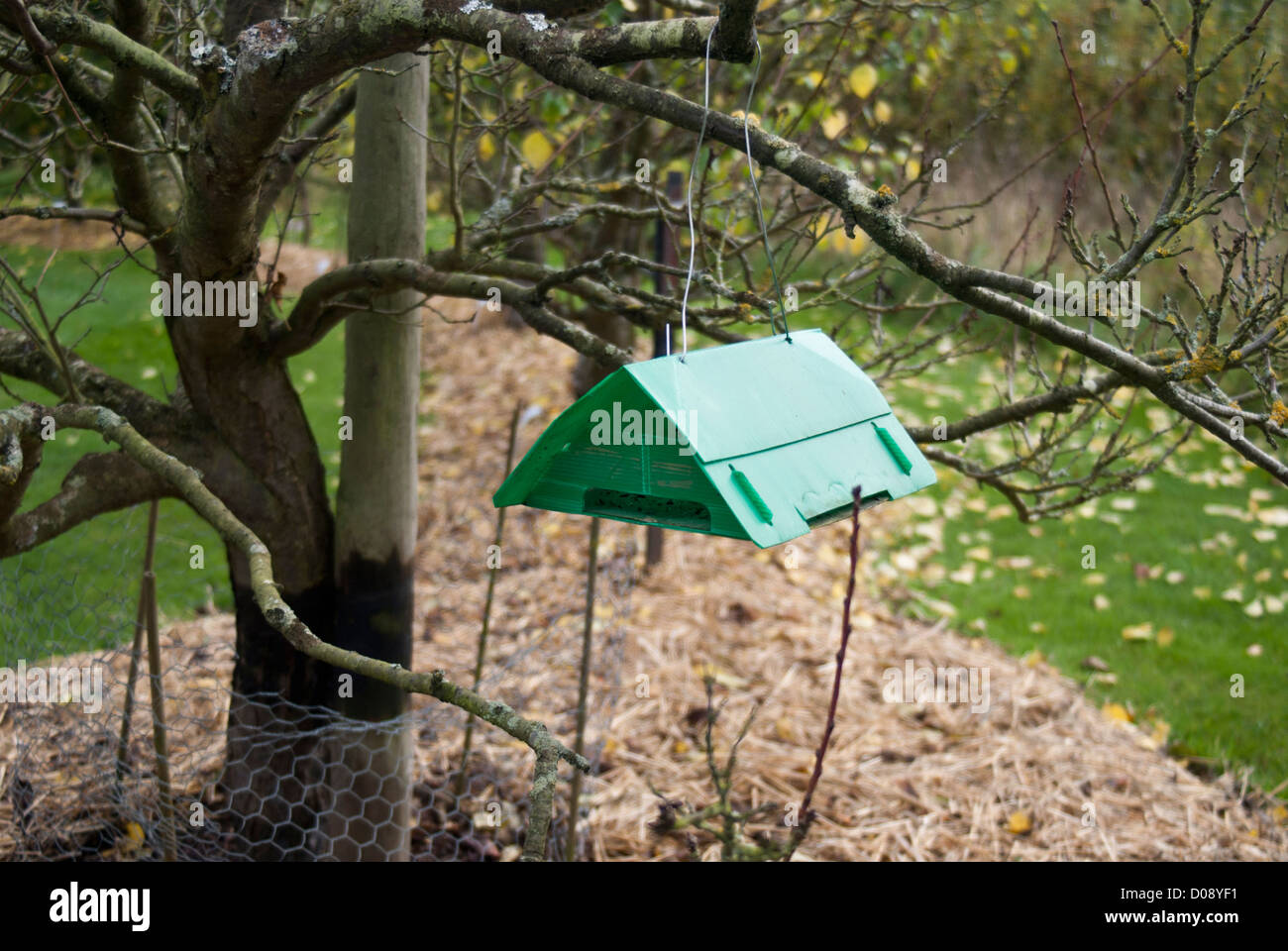 Codling Moth pheromone trap Stock Photo - Alamy