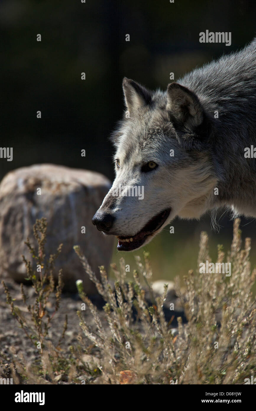 Captive Gray Wolf, Canis Lupus, sleeping in midday sun, Grizzly and ...