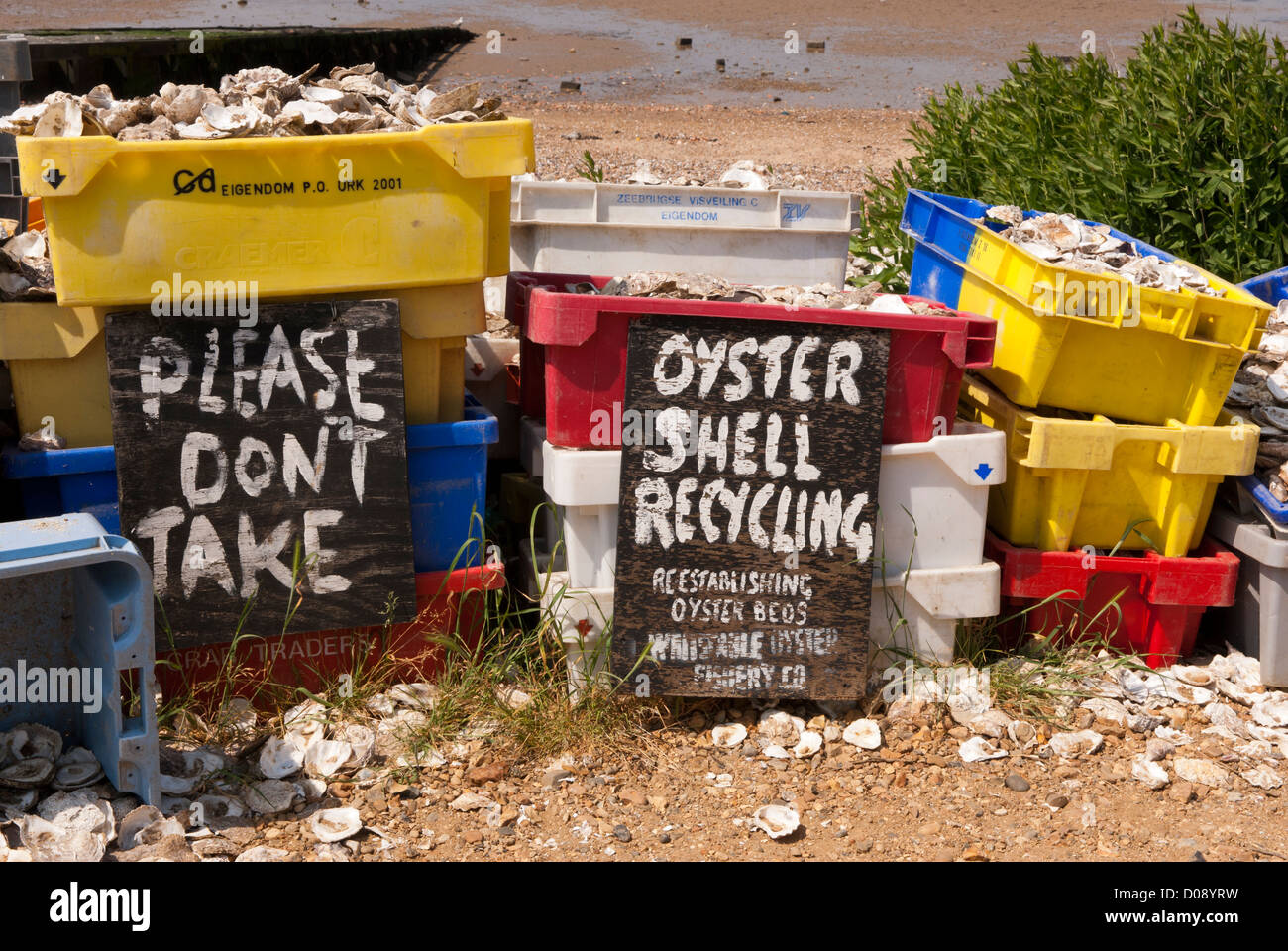Recycle oyster shells hi-res stock photography and images - Alamy