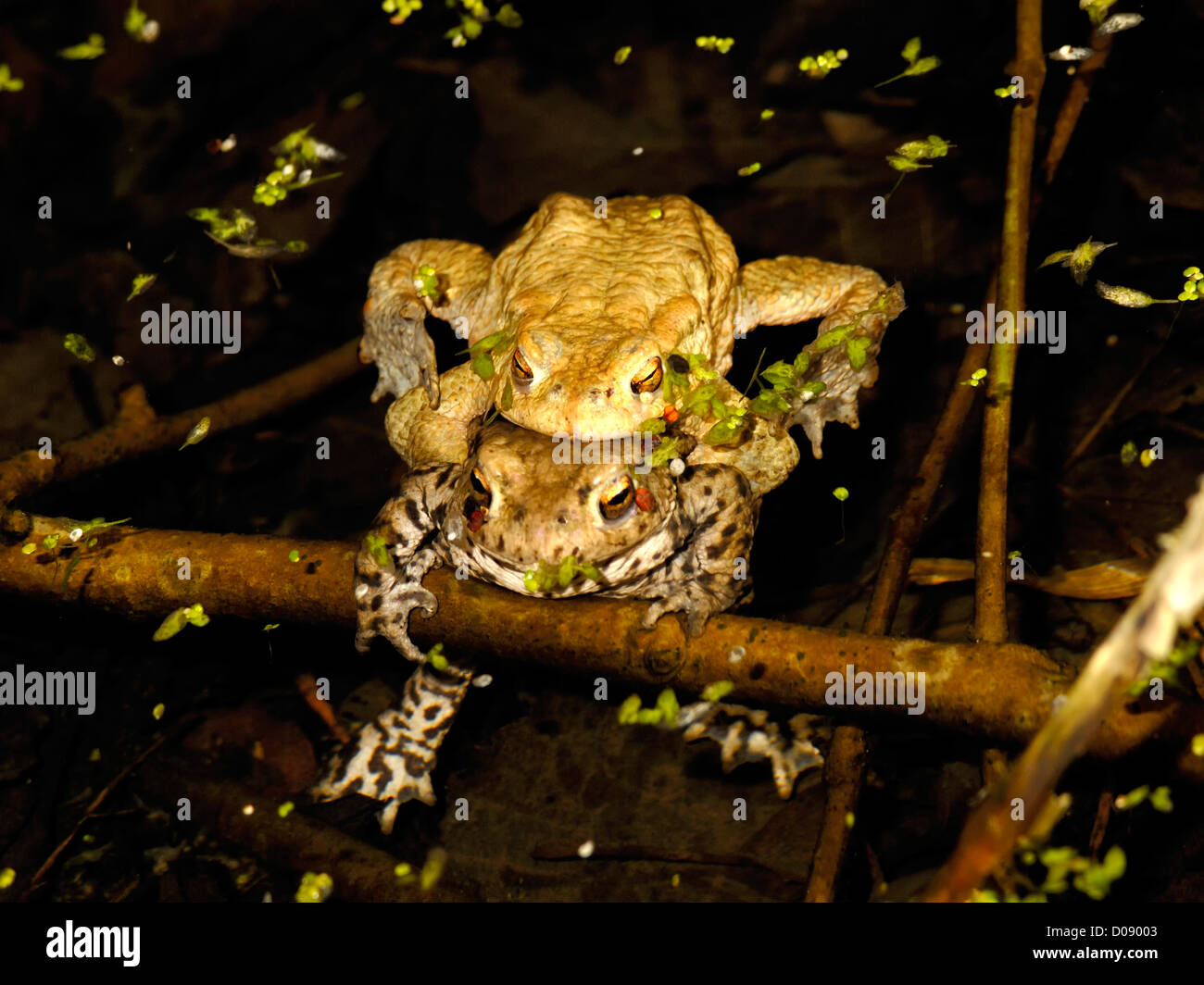 Common Toad ( Bufo bufo ) Mating pair in amplexus Stock Photo - Alamy