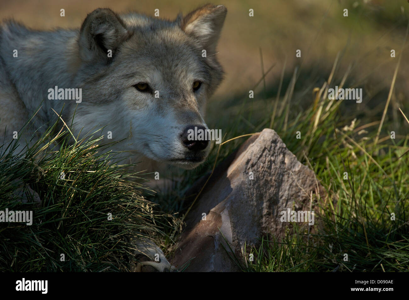 Captive Gray Wolf, Canis Lupus, Grizzly and Wolf Discovery Centre, West ...