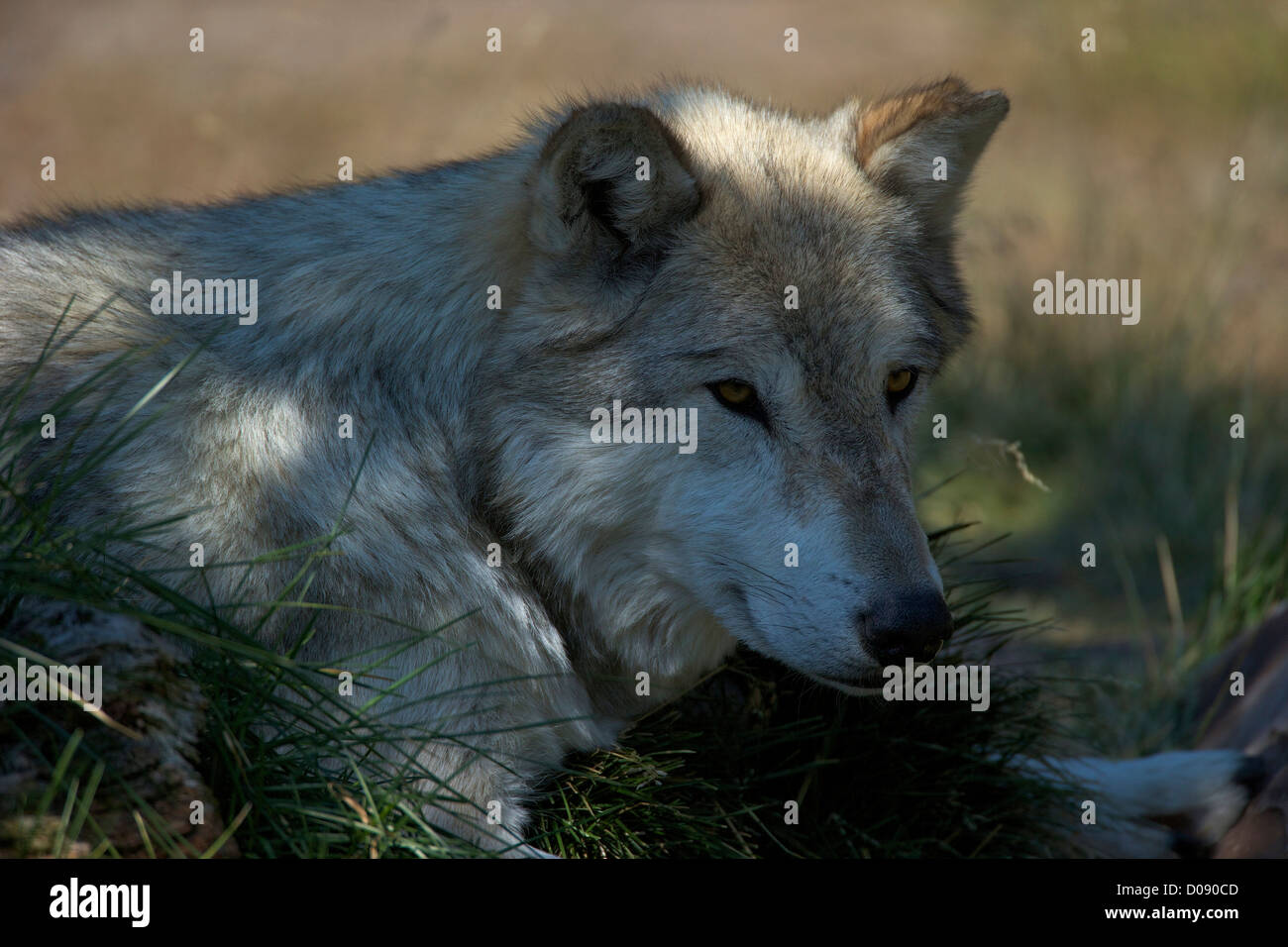 Captive Gray Wolf, Canis Lupus, sleeping in midday sun, Grizzly and ...