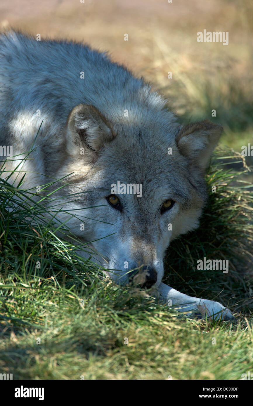 Sleeping Wolf Stock Photos & Sleeping Wolf Stock Images - Alamy