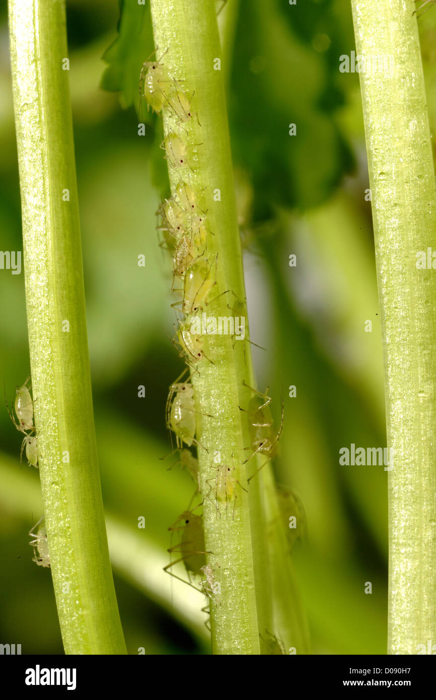 Mottled arum aphids, Aulacorthum circumflexum, on kitchen coriander ...