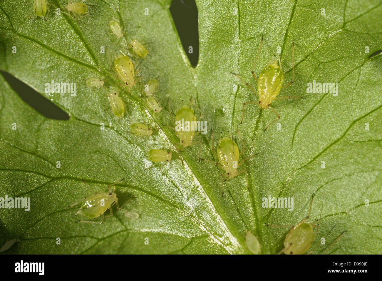 Mottled arum aphids, Aulacorthum circumflexum, on kitchen coriander ...