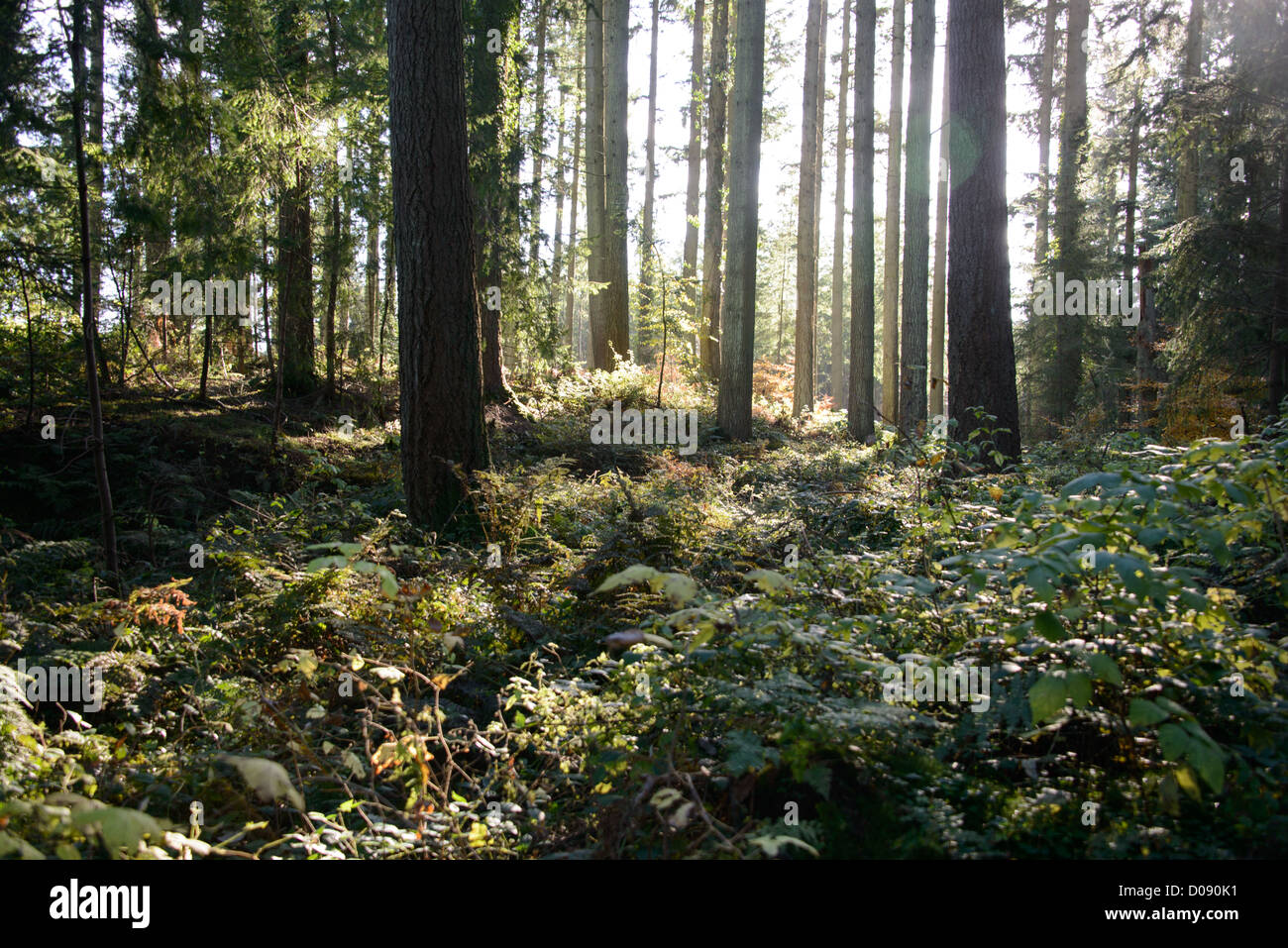 Haldon hills hi-res stock photography and images - Alamy