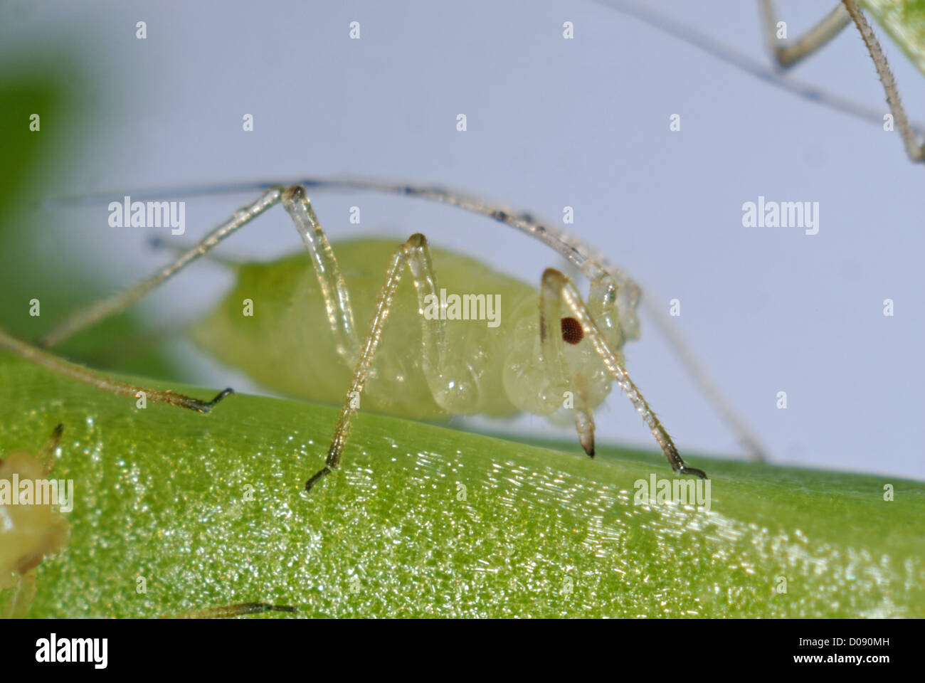 Mottled arum aphids, Aulacorthum circumflexum, on kitchen coriander ...