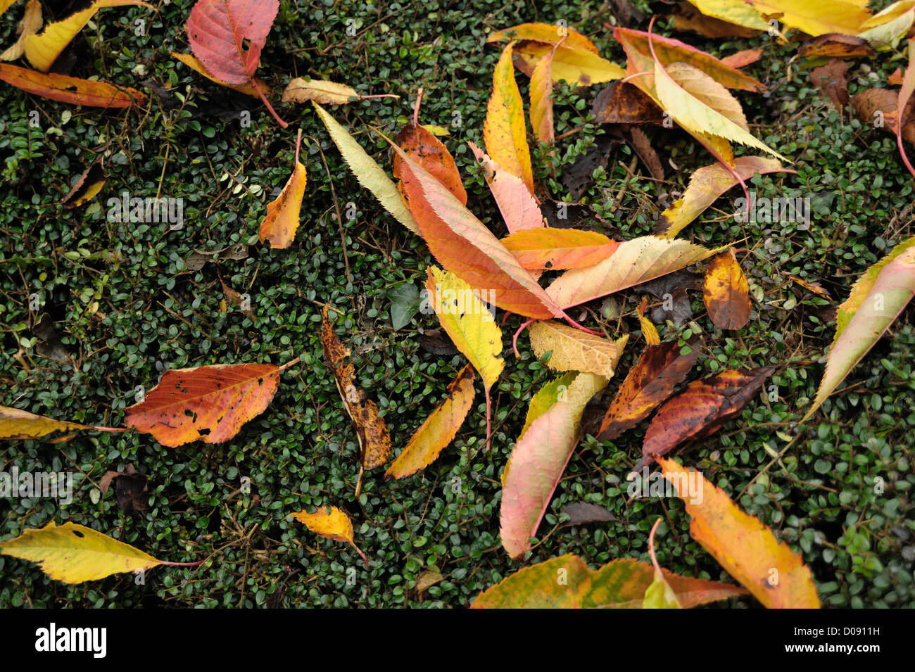 Lonicera nitida hedge hi-res stock photography and images - Alamy