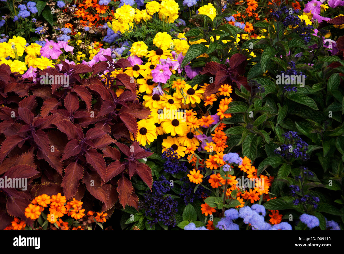 Beautifull colors of flowers in the garden Stock Photo - Alamy