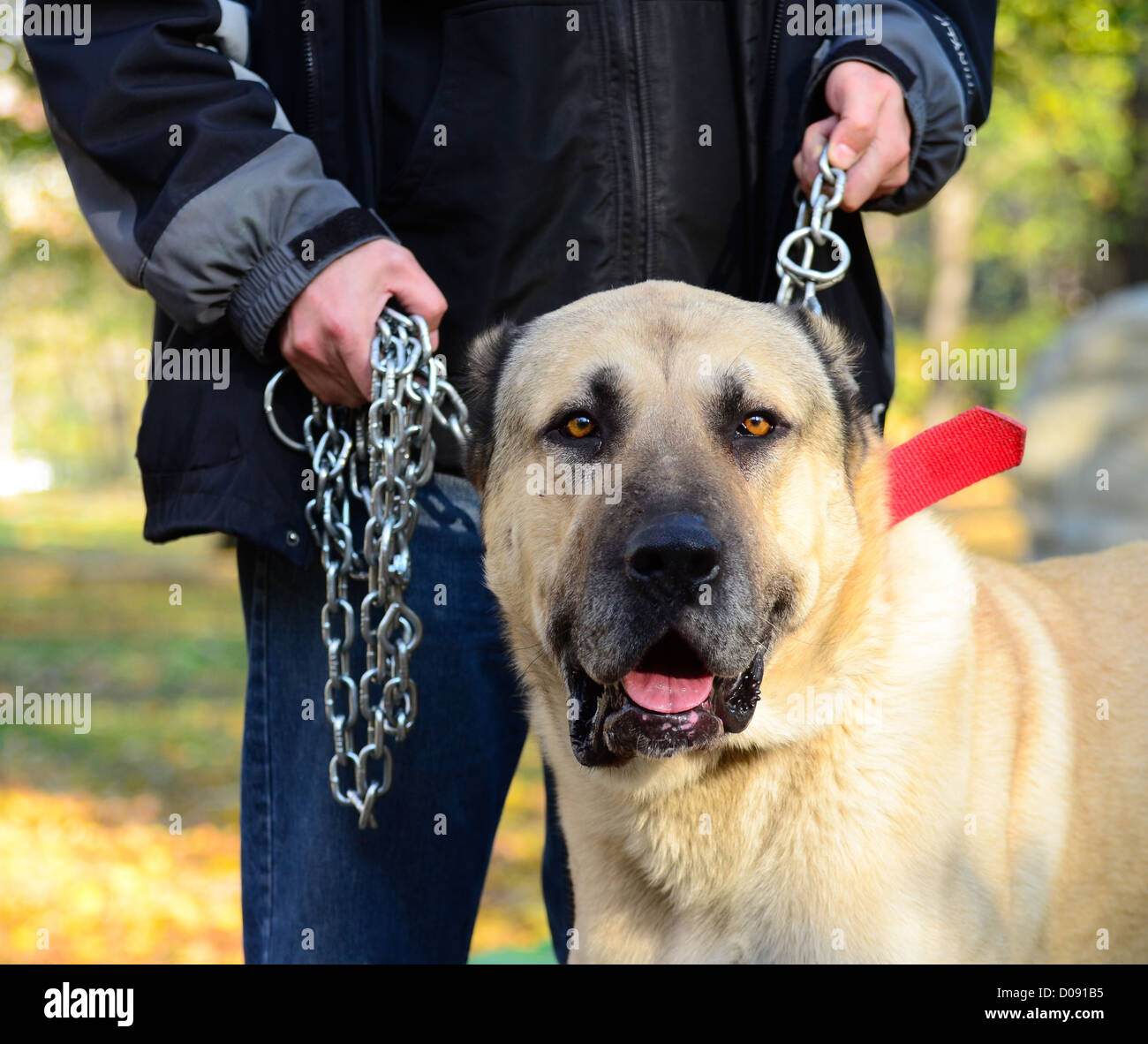 Big dog on chain hi-res stock photography and images - Alamy