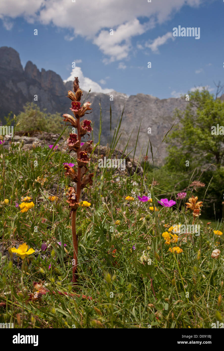 Slender Broomrape (Orobanche gracilis) parasitic on legumes, Picos de ...