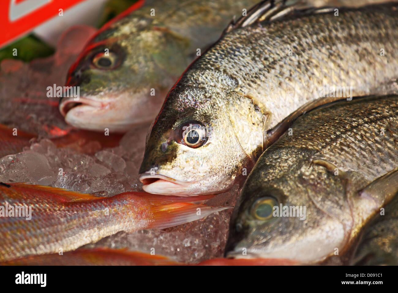 fish for sale Stock Photo - Alamy