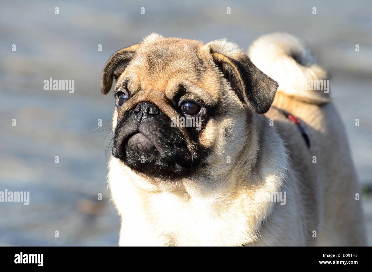 Sad look pug hi-res stock photography and images - Alamy