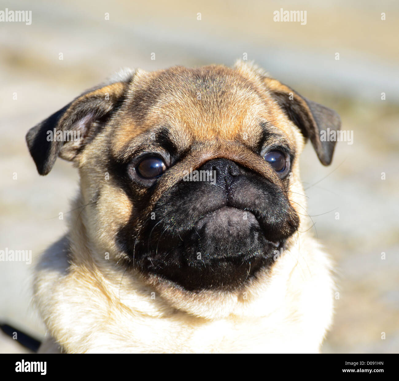 Cute pug puppy portrait Stock Photo - Alamy