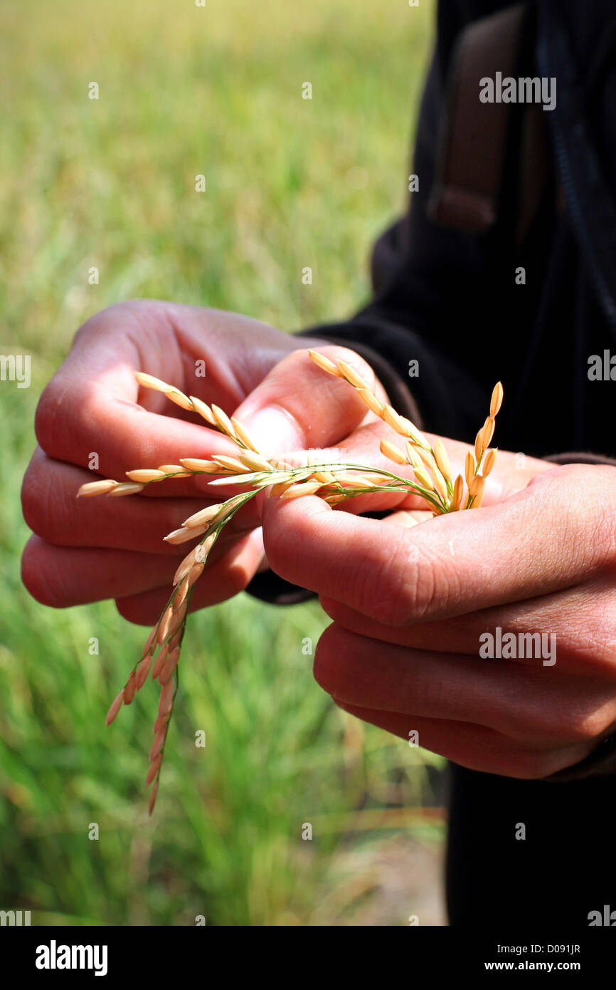 Rice consumption in asia hi-res stock photography and images - Alamy