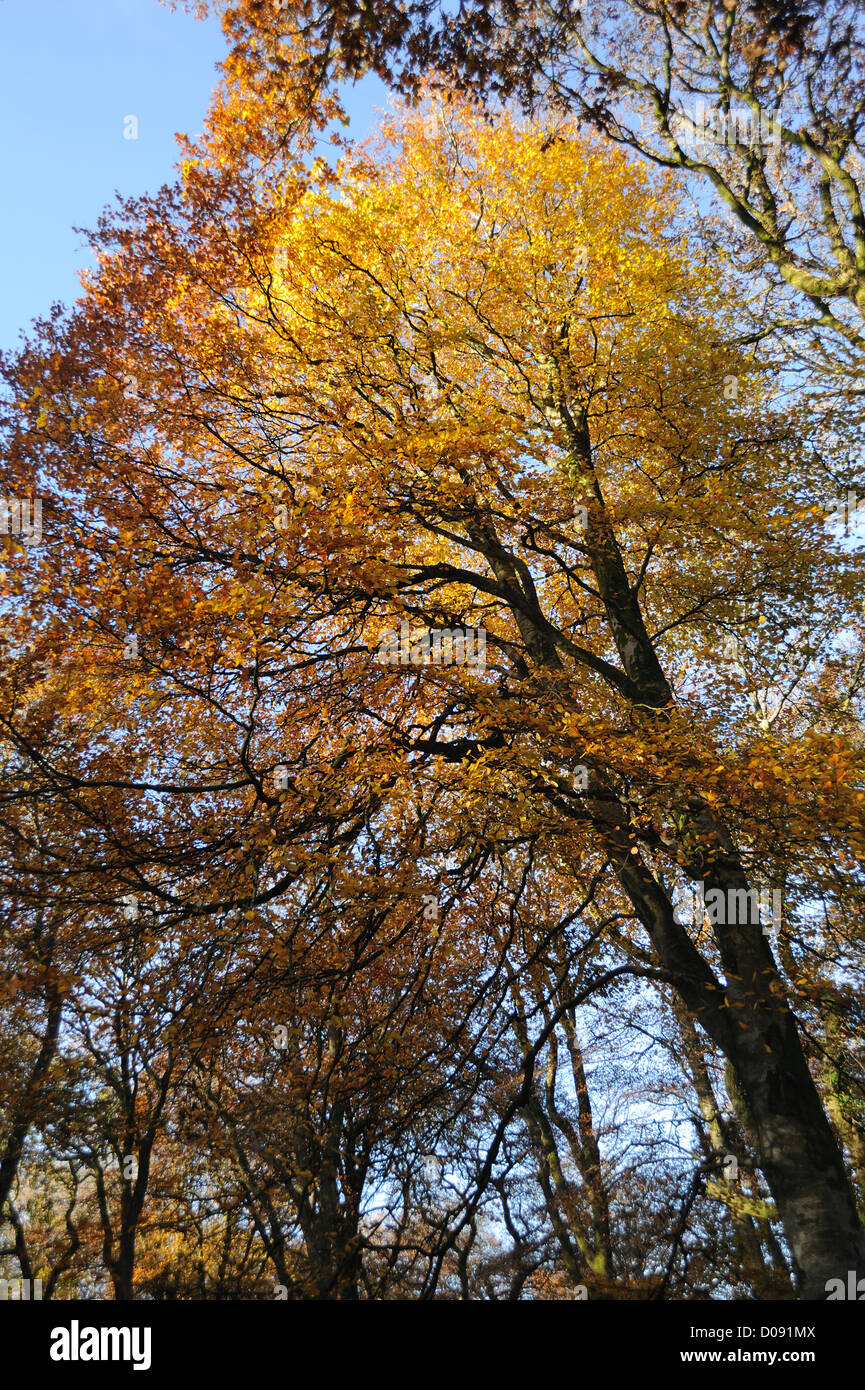 Beech trees in vivid autumn browns & gold at Blackbury Camp in East ...
