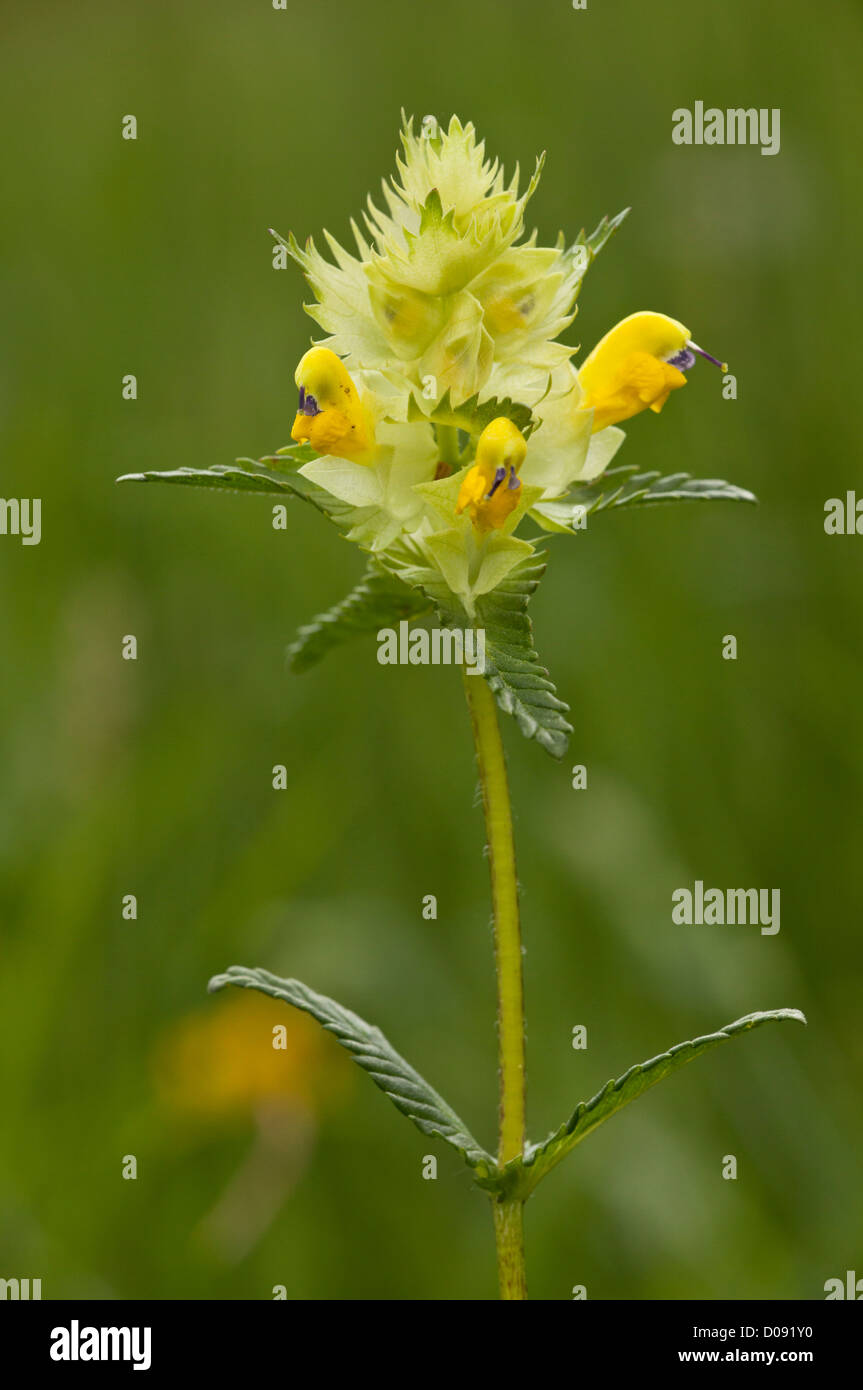 Greater Yellow-Rattle (Rhinanthus angustifolius)) in flower, close-up ...