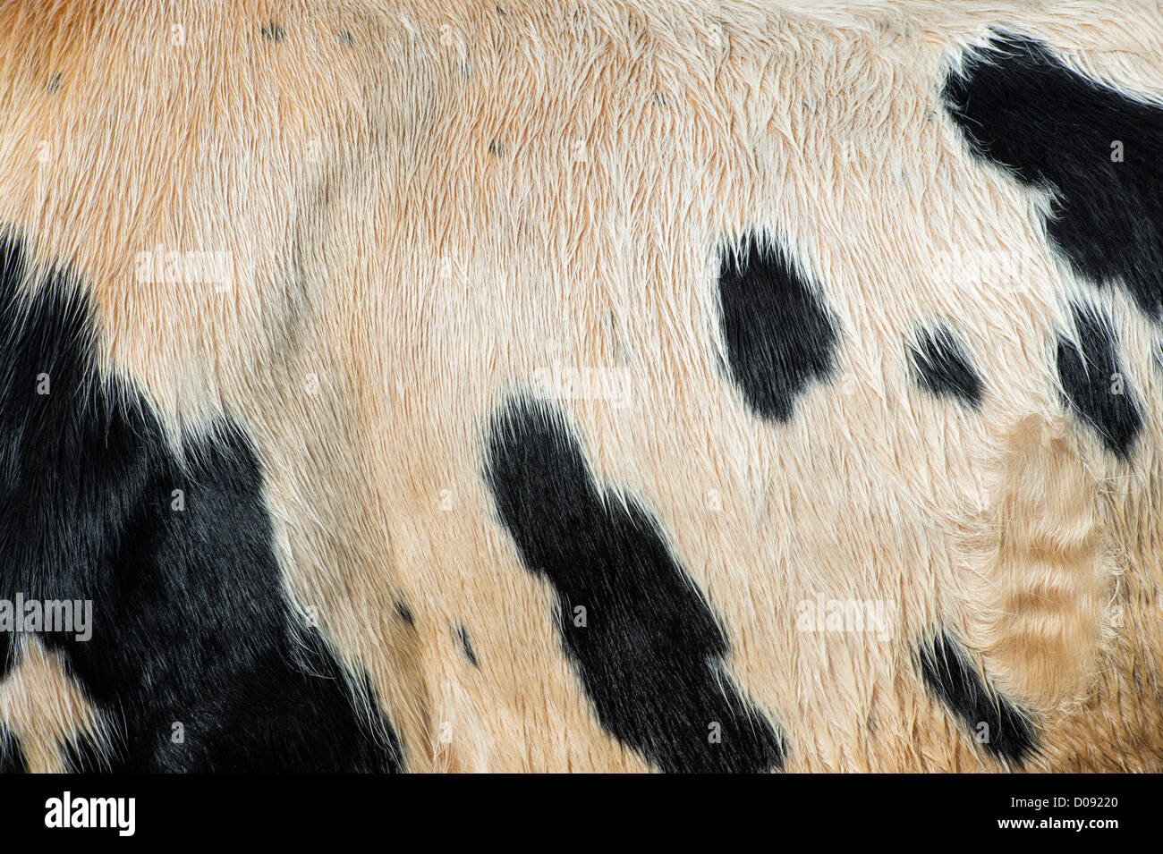 Fur Pelts High Resolution Stock Photography and Images - Alamy