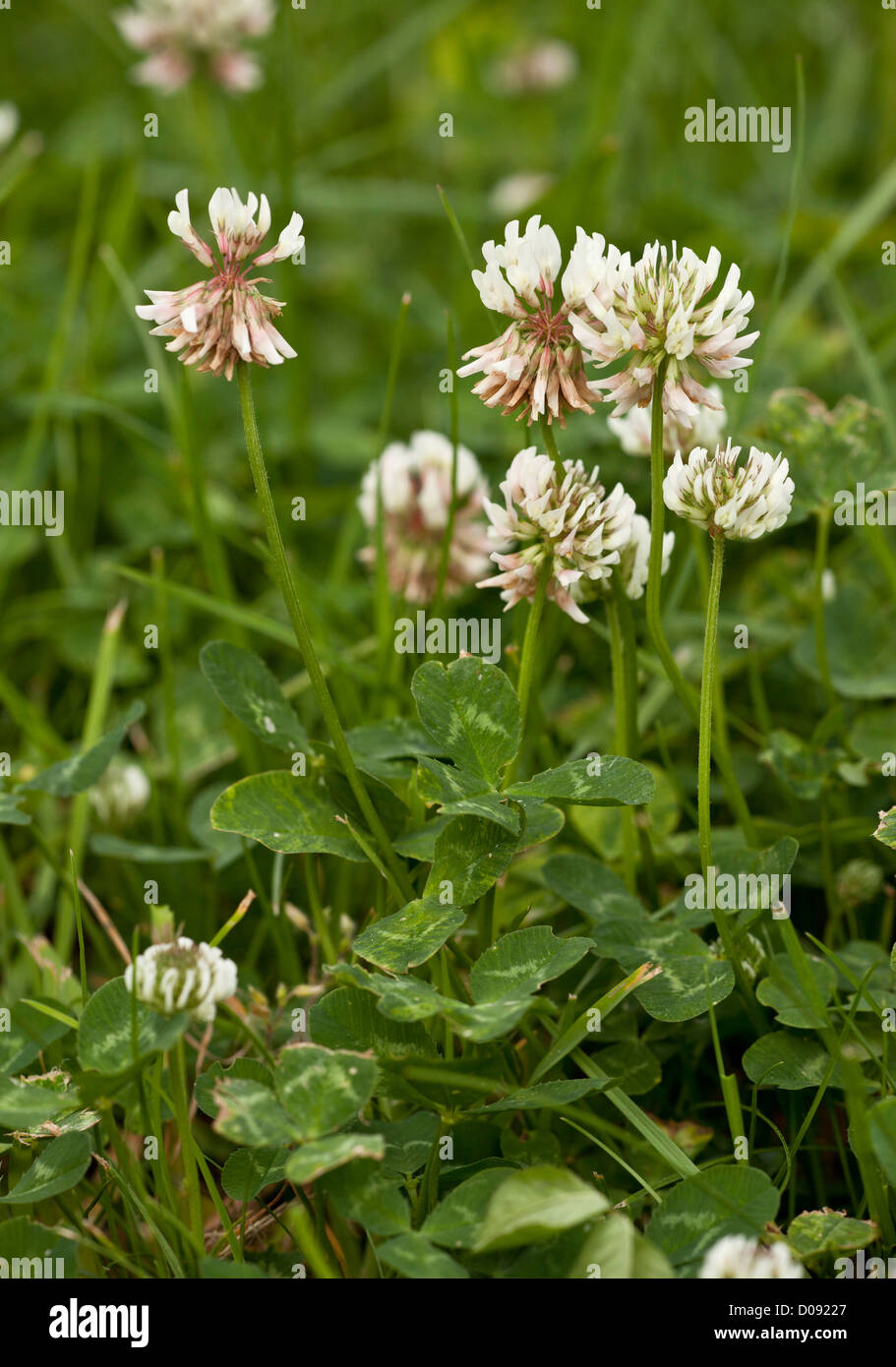 Trifolium repens pink hi-res stock photography and images - Alamy